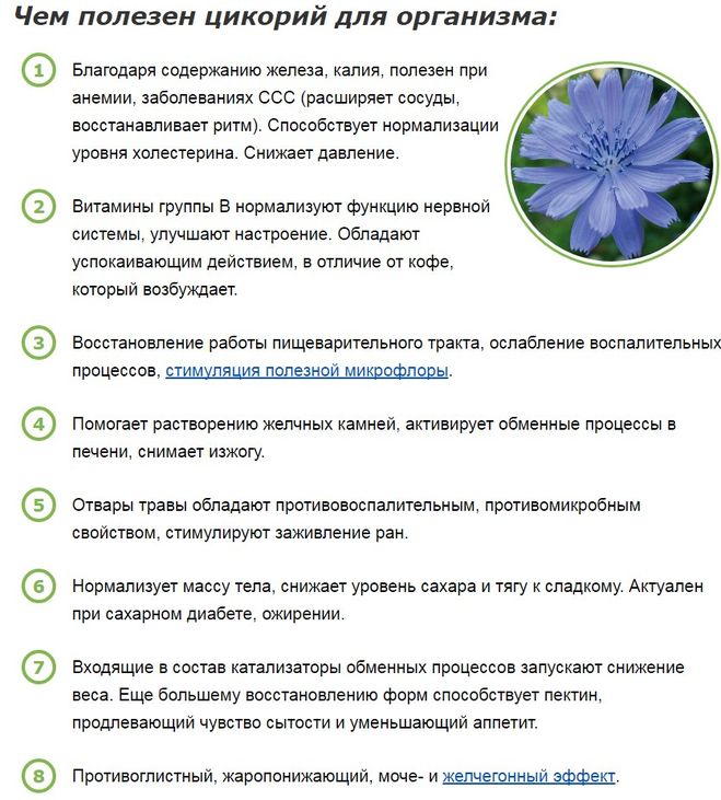 Цикорий Цветок Фотографии Польза – Telegraph