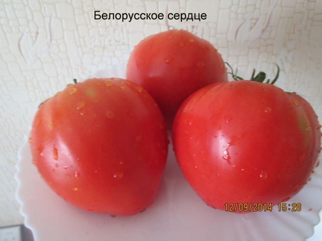 Томат "Белорусское сердце" отзывы, кто сажал?