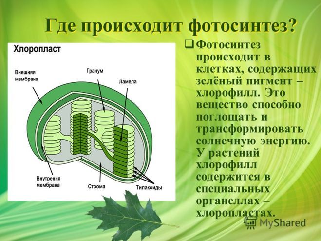 Что такое хлорофилл?
